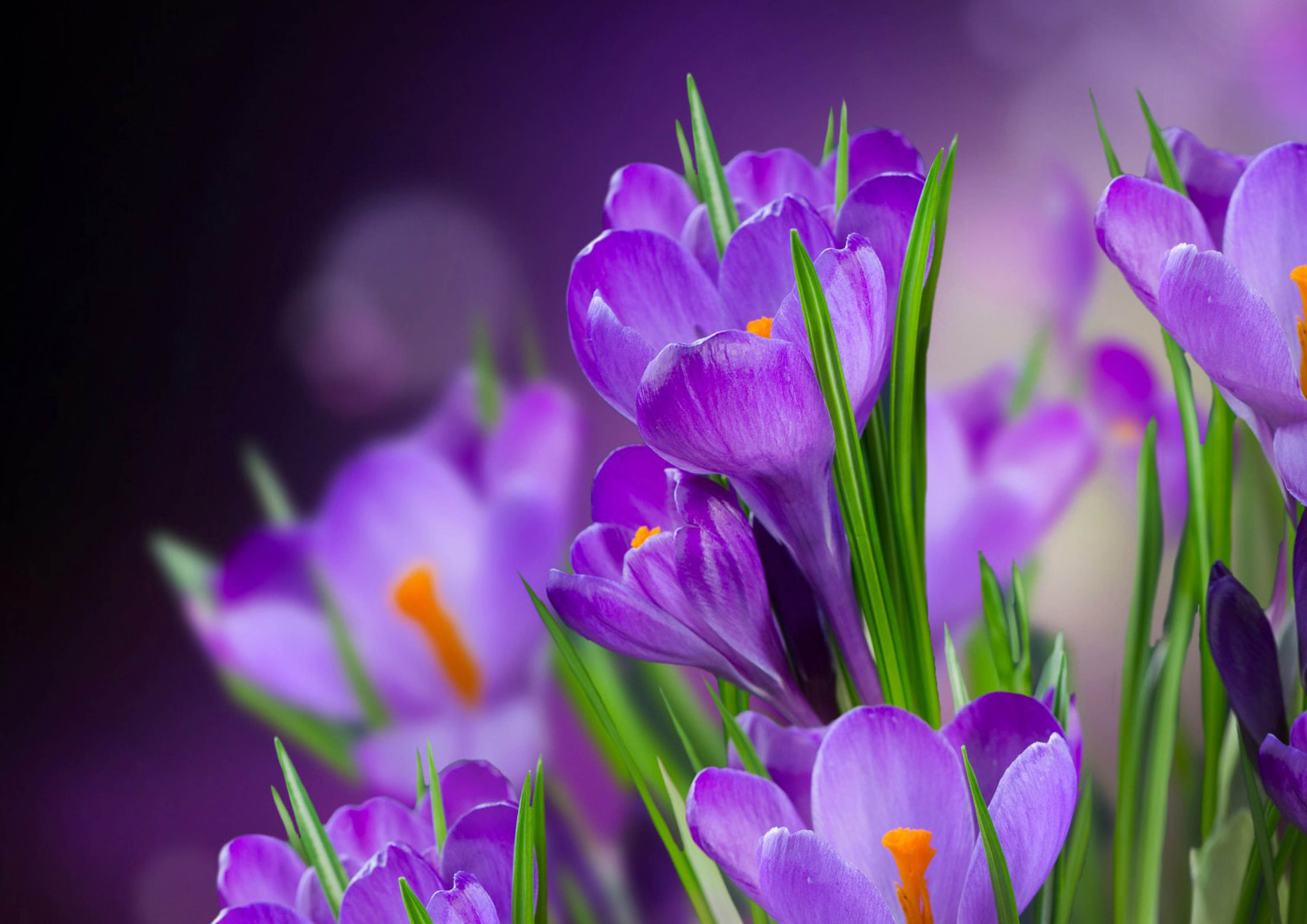 Saffron Plant – Saffron Lanka